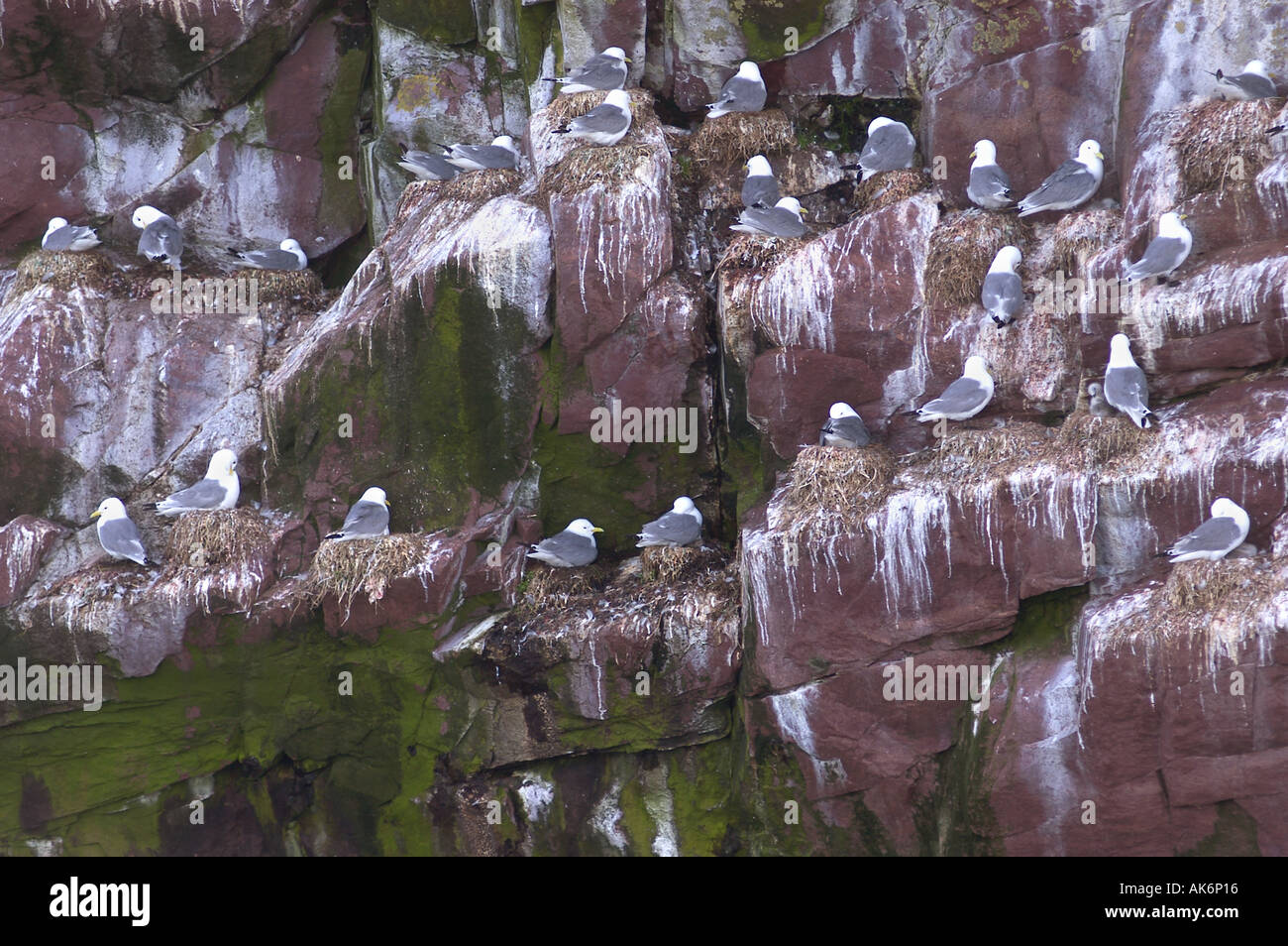 bird rock at Whitless Bay Ecological Reserve Avalon Peninsula Stock ...