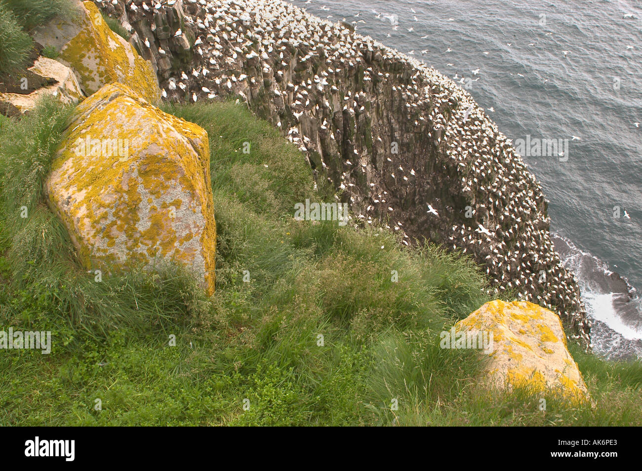 bird rock at Cape St Mary s ecological seabird reserve Avalon Peninsula ...