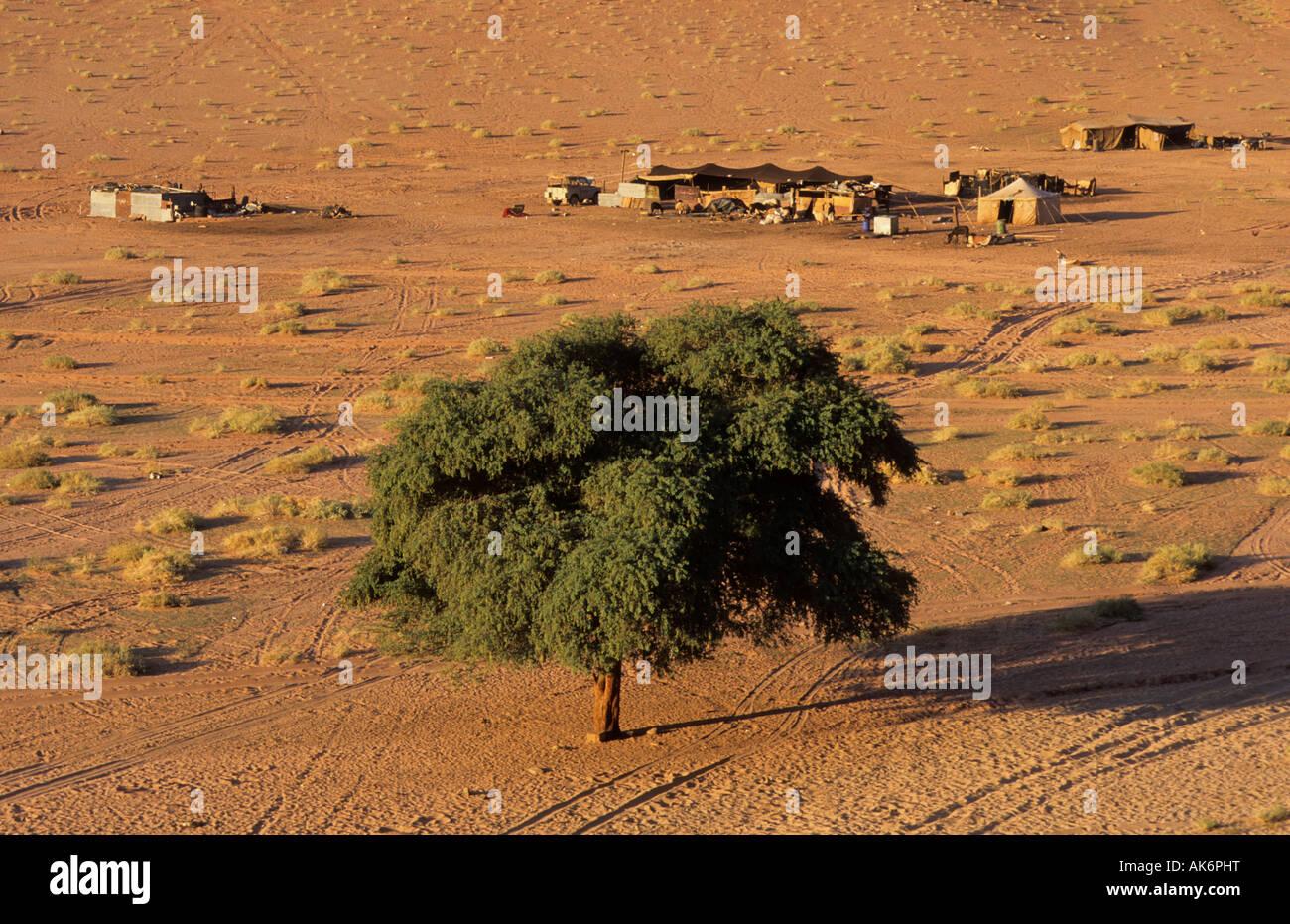 Tree and Bedouin Camp in Desert Wadi Rum Jordan Stock Photo - Alamy