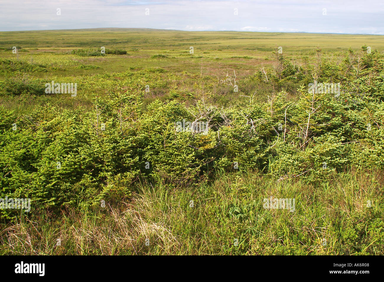treeless tundra at Cape St Mary Avalon Peninsula Stock Photo - Alamy