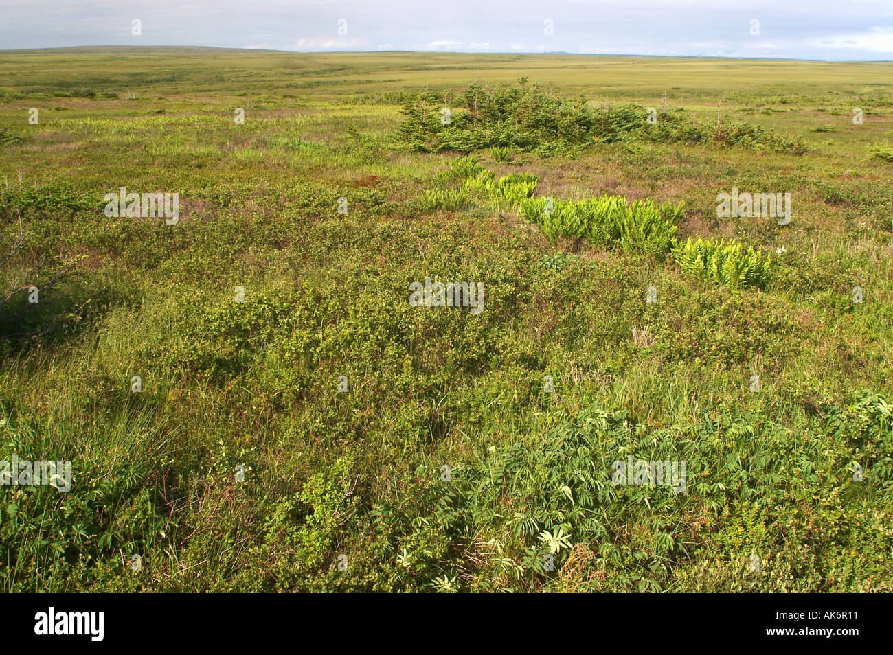 treeless tundra at Cape St Mary Avalon Peninsula Stock Photo - Alamy