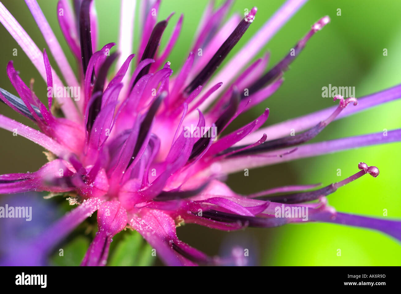 Devil's claw plant hi-res stock photography and images - Alamy