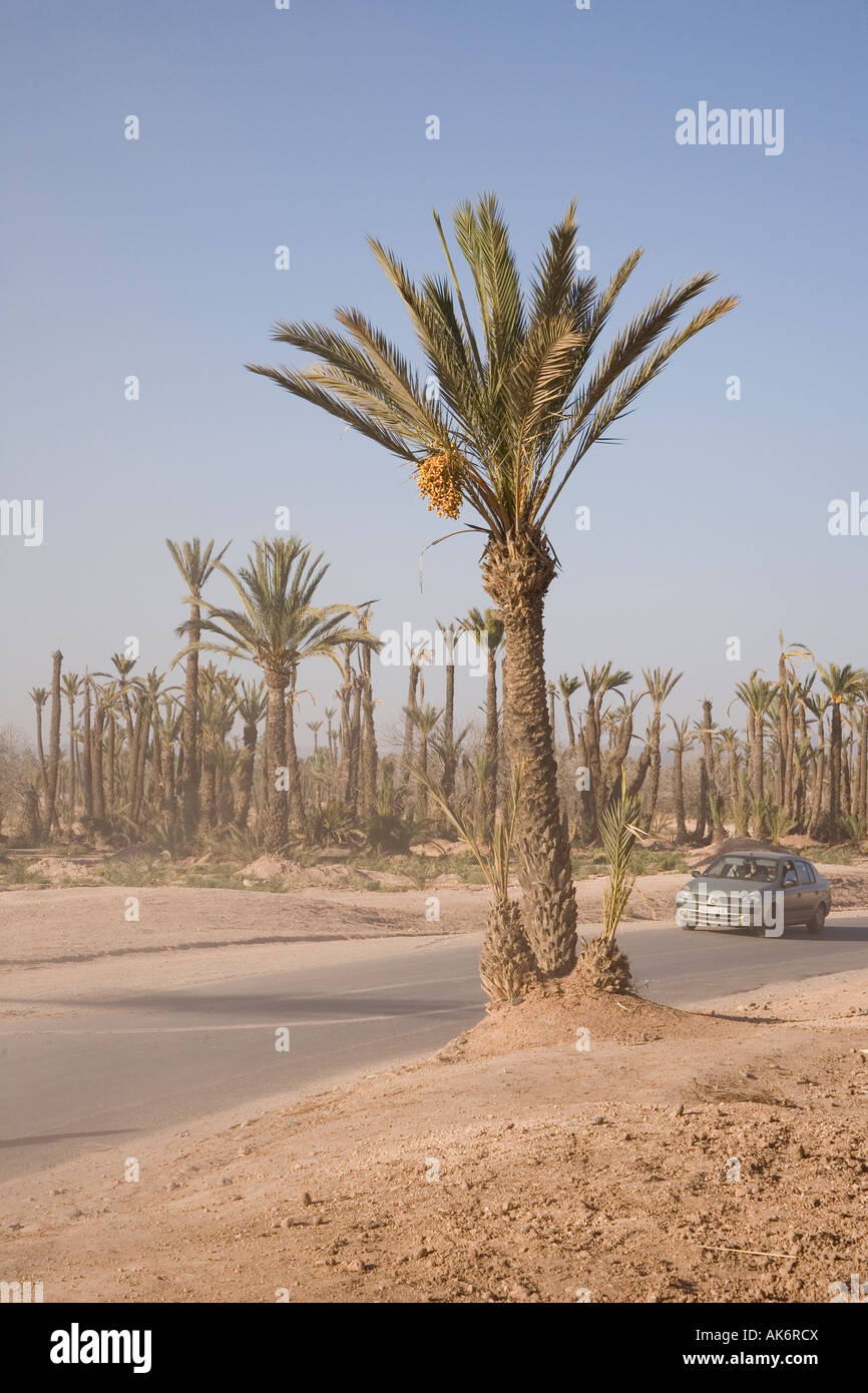 The Palmeraie palm tree gardens Marrakesh, Morocco, Africa Stock Photo ...