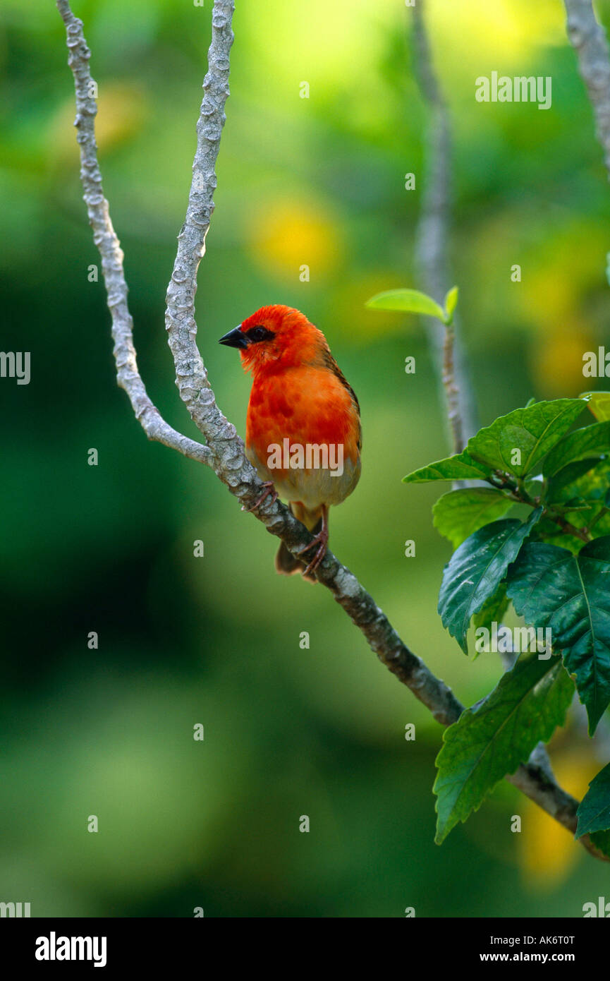 Madagascar Red Fody Stock Photo - Alamy