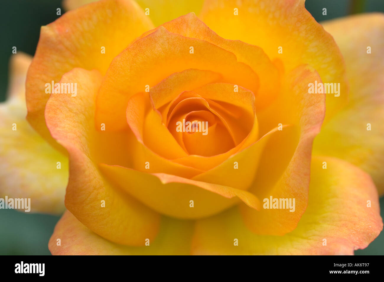 yellow rose Sahara detail Stock Photo - Alamy