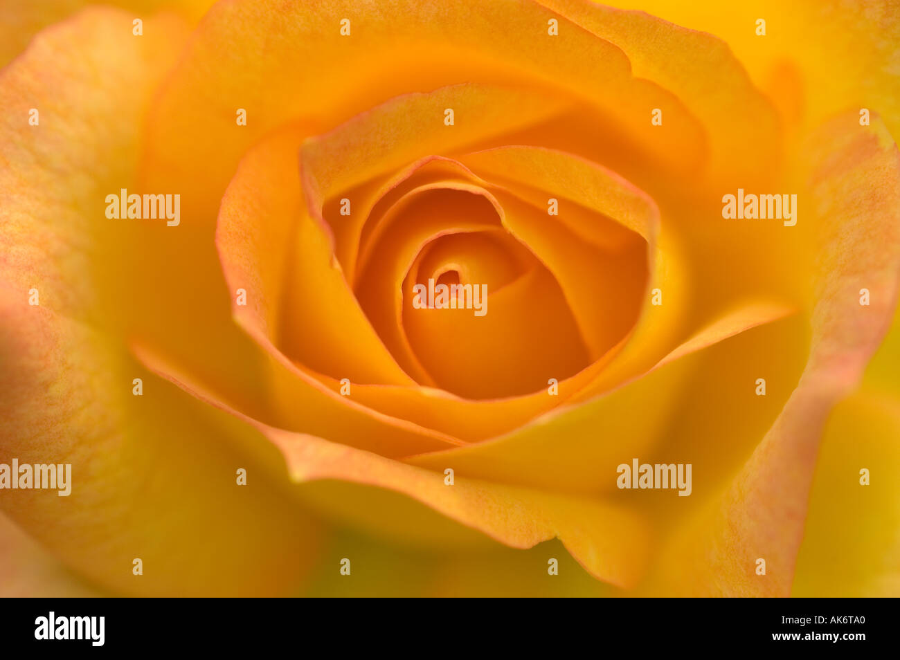 yellow rose Sahara detail Stock Photo - Alamy