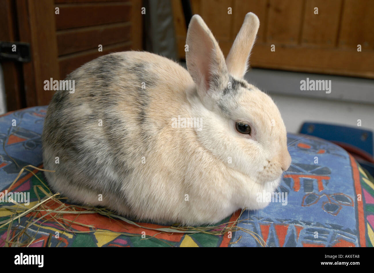 dwarf rabbit sitting on a table Stock Photo - Alamy