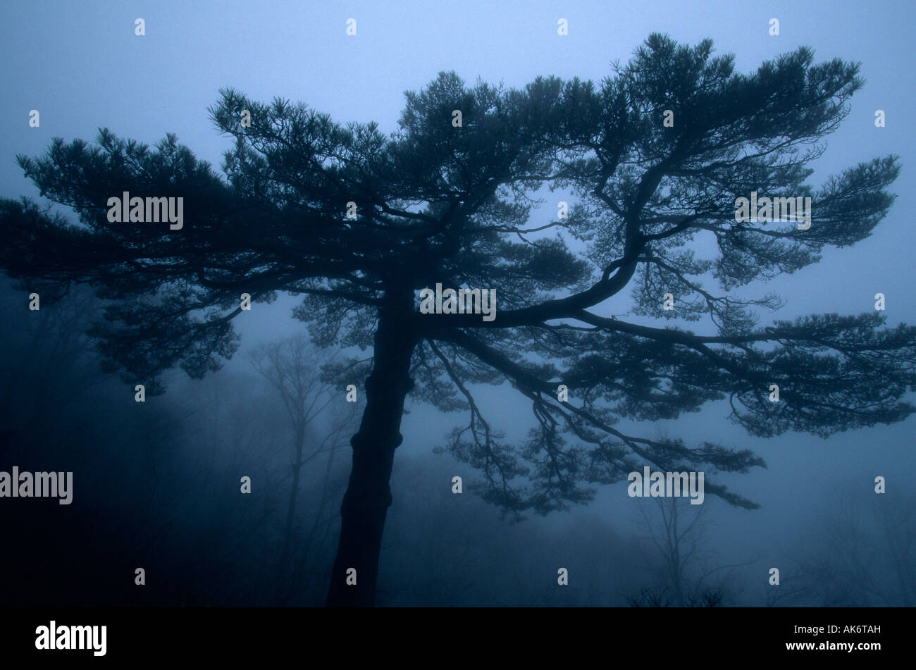 Tree in fog Stock Photo - Alamy