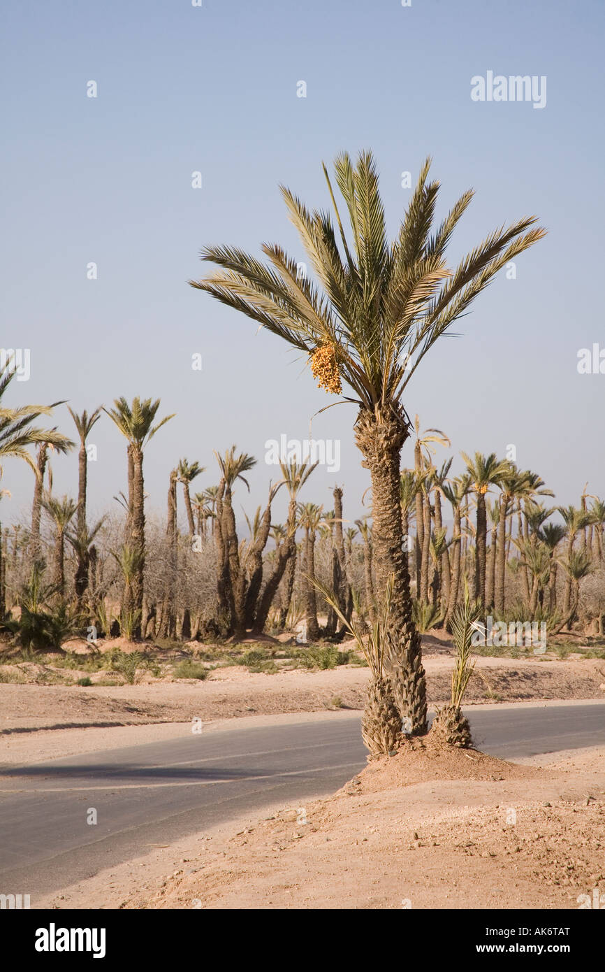 Palmeraie marrakech maroc hi-res stock photography and images - Alamy