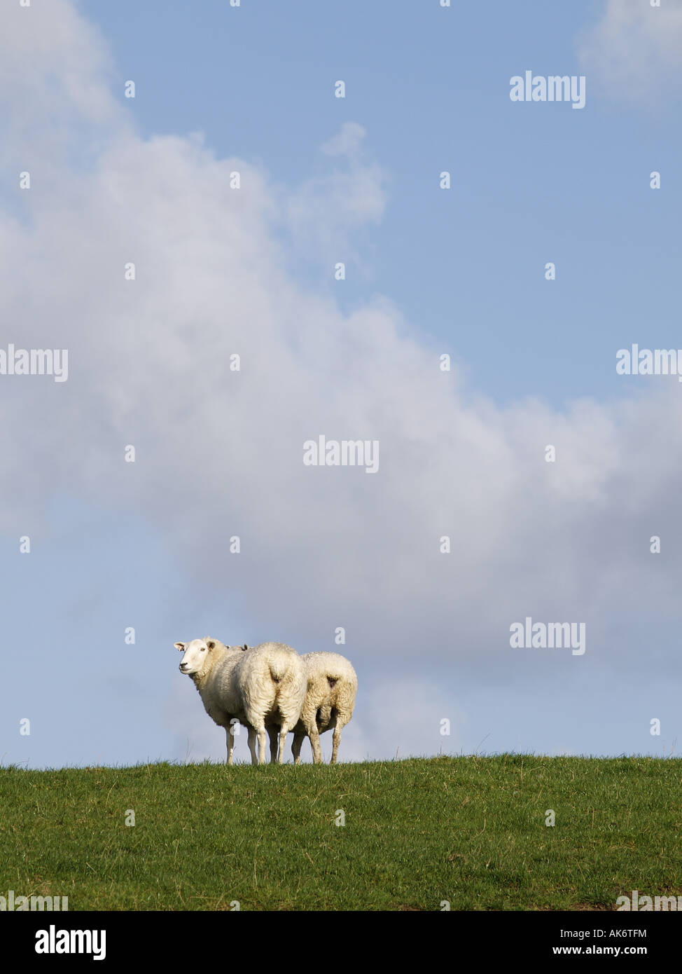 Two sheep with their bottoms to the camera, looking back in the cameras ...