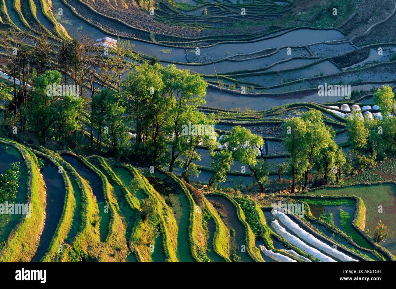 Laohuzui / Rice Terrace Stock Photo - Alamy