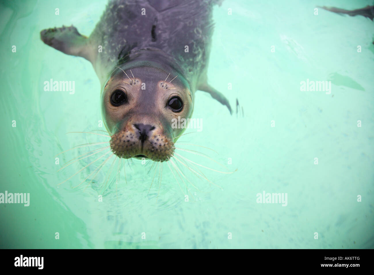 Seal at Ecomare Seal Sanctuary on Texel, The Netherlands Stock Photo ...