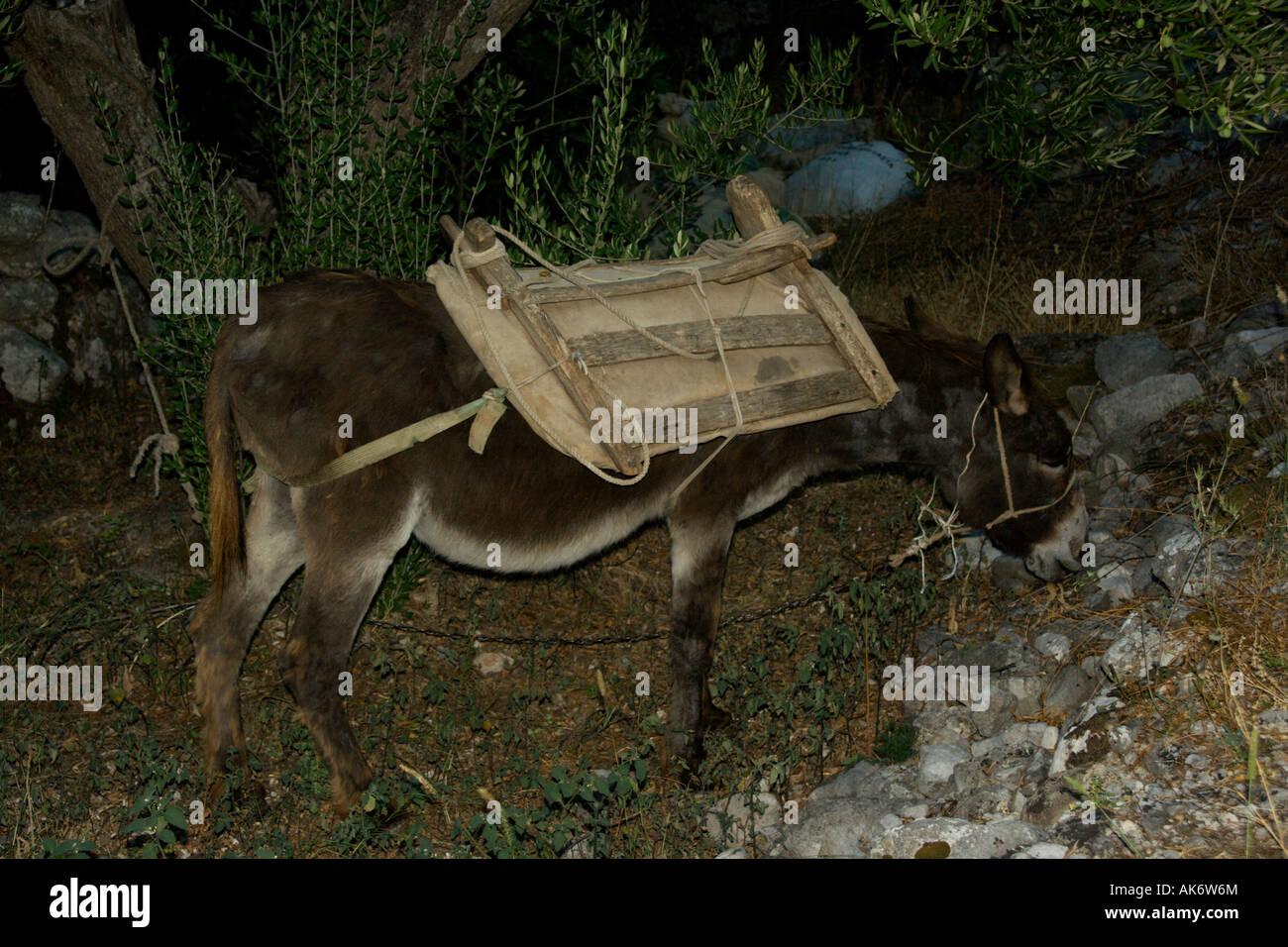 Donkey under an olive tree Croatia Stock Photo - Alamy