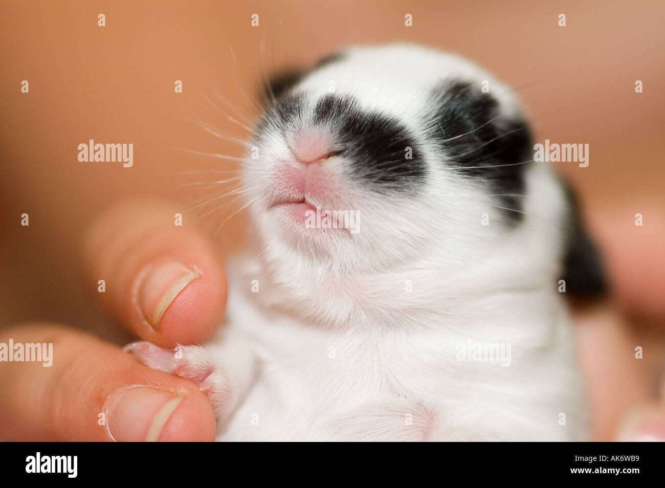 baby of a dwarfrabbit lies in a hand Stock Photo - Alamy