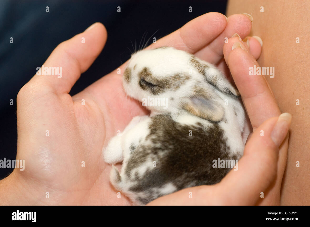 baby of a dwarfrabbit lies in a hand Stock Photo - Alamy