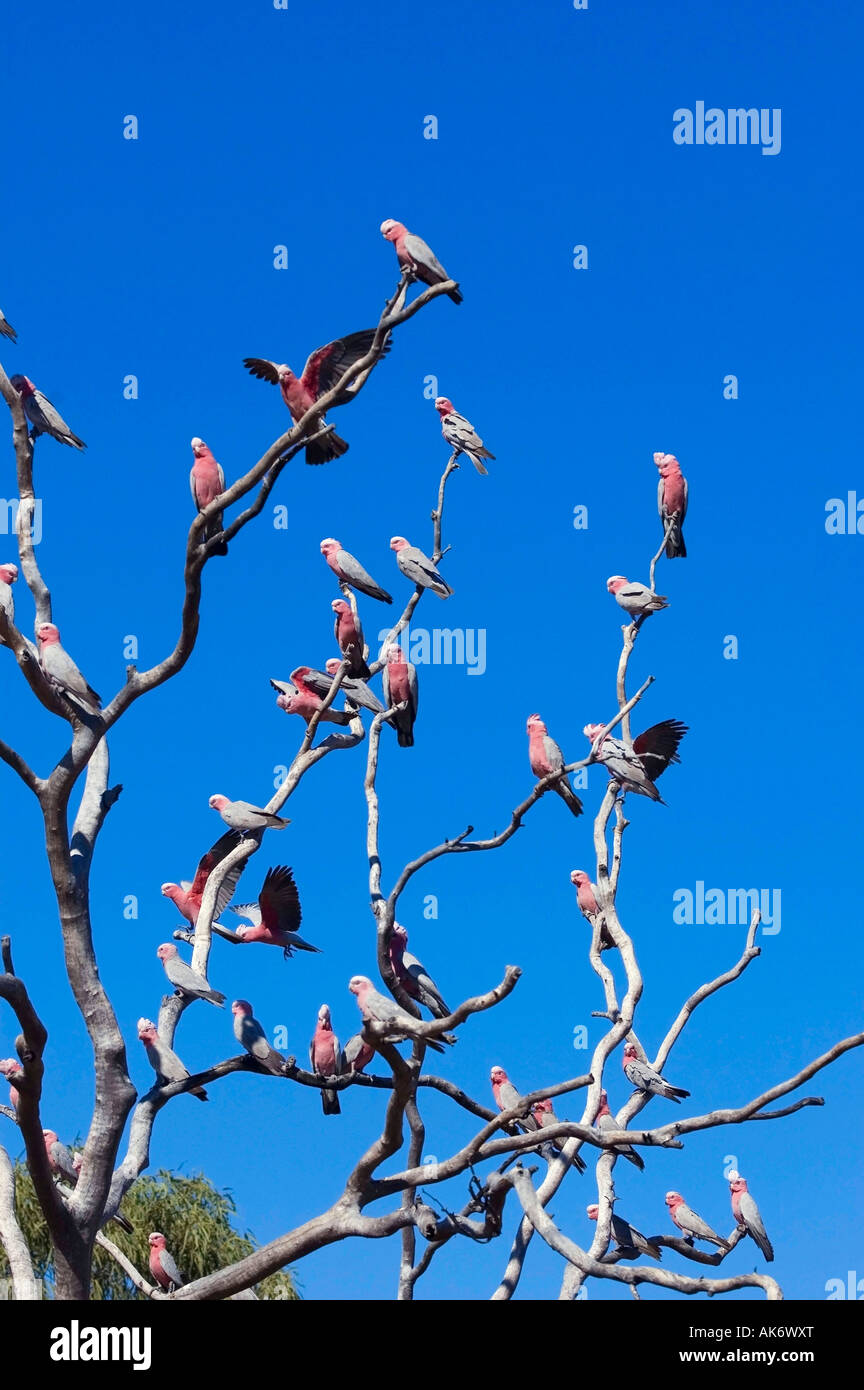 Group of galahs hi-res stock photography and images - Alamy