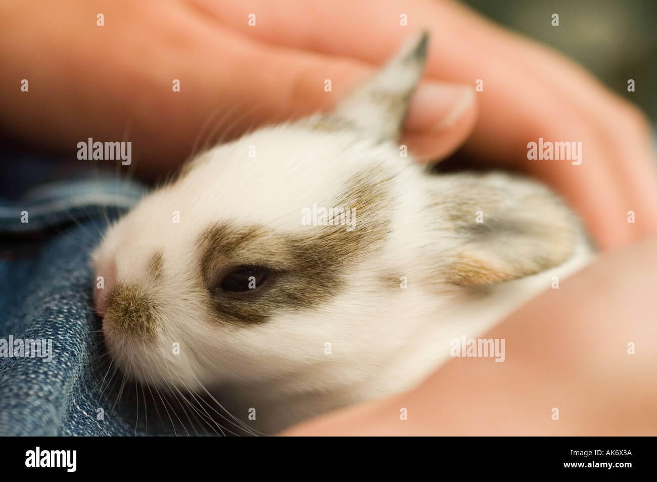 baby of a dwarfrabbit lies in a hand Stock Photo - Alamy