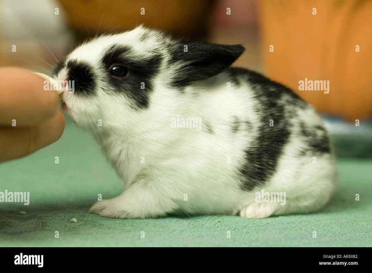 Dwarf table hi-res stock photography and images - Alamy