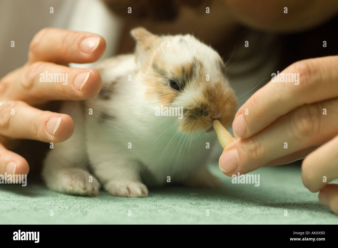 dwarf rabbit 10 days old sitting on a table Stock Photo - Alamy