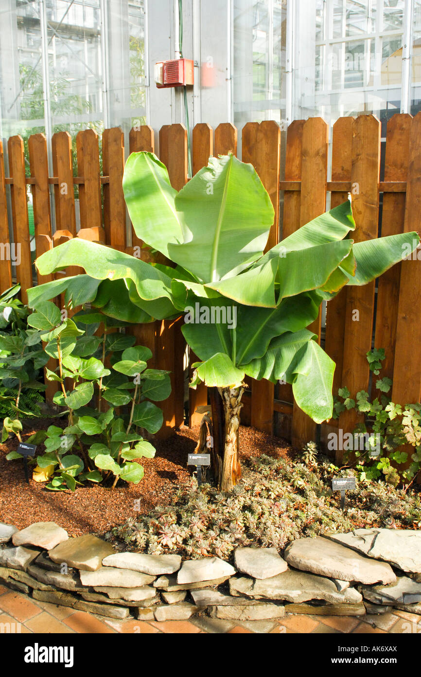Dwarf Banana plant Musa Spp Stock Photo - Alamy