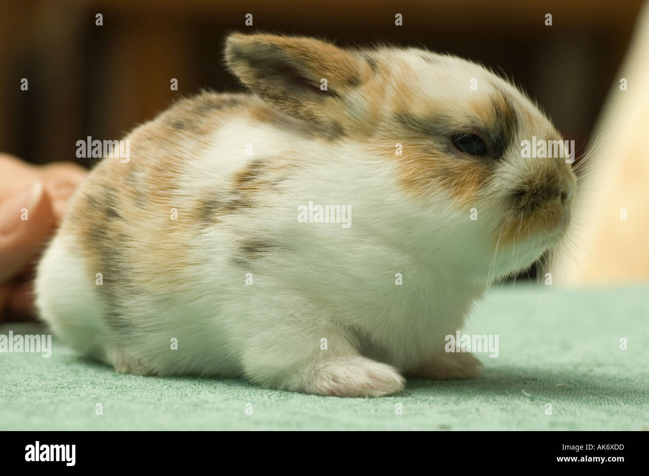 dwarf rabbit 10 days old sitting on a table Stock Photo - Alamy
