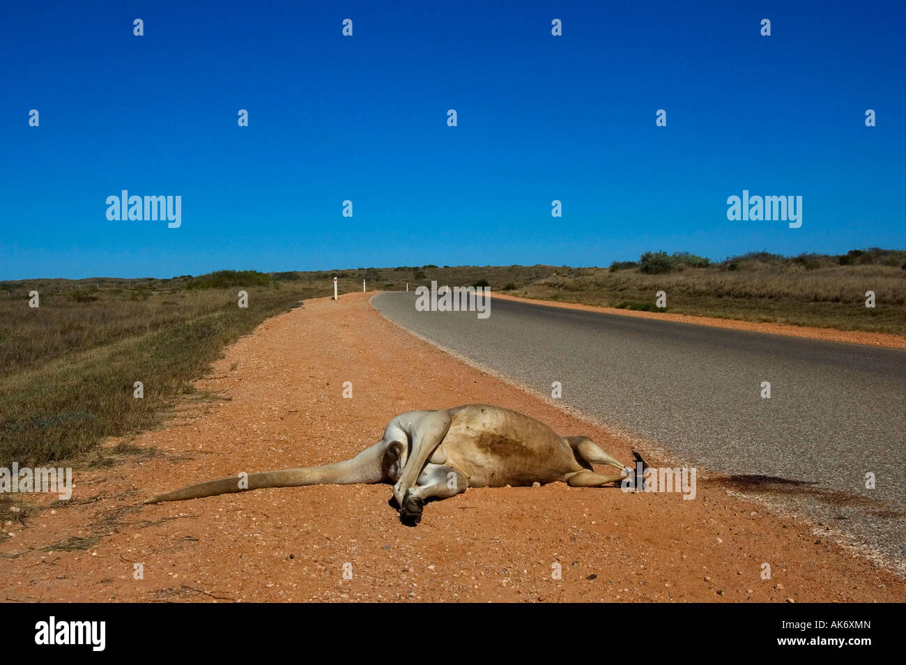 Kangaroo death hi-res stock photography and images - Alamy