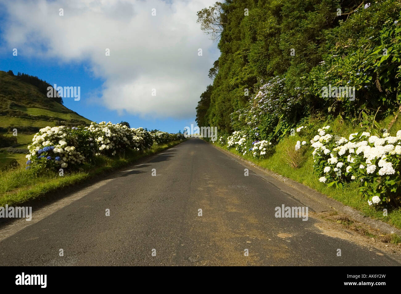 Hydrangea street hi-res stock photography and images - Alamy