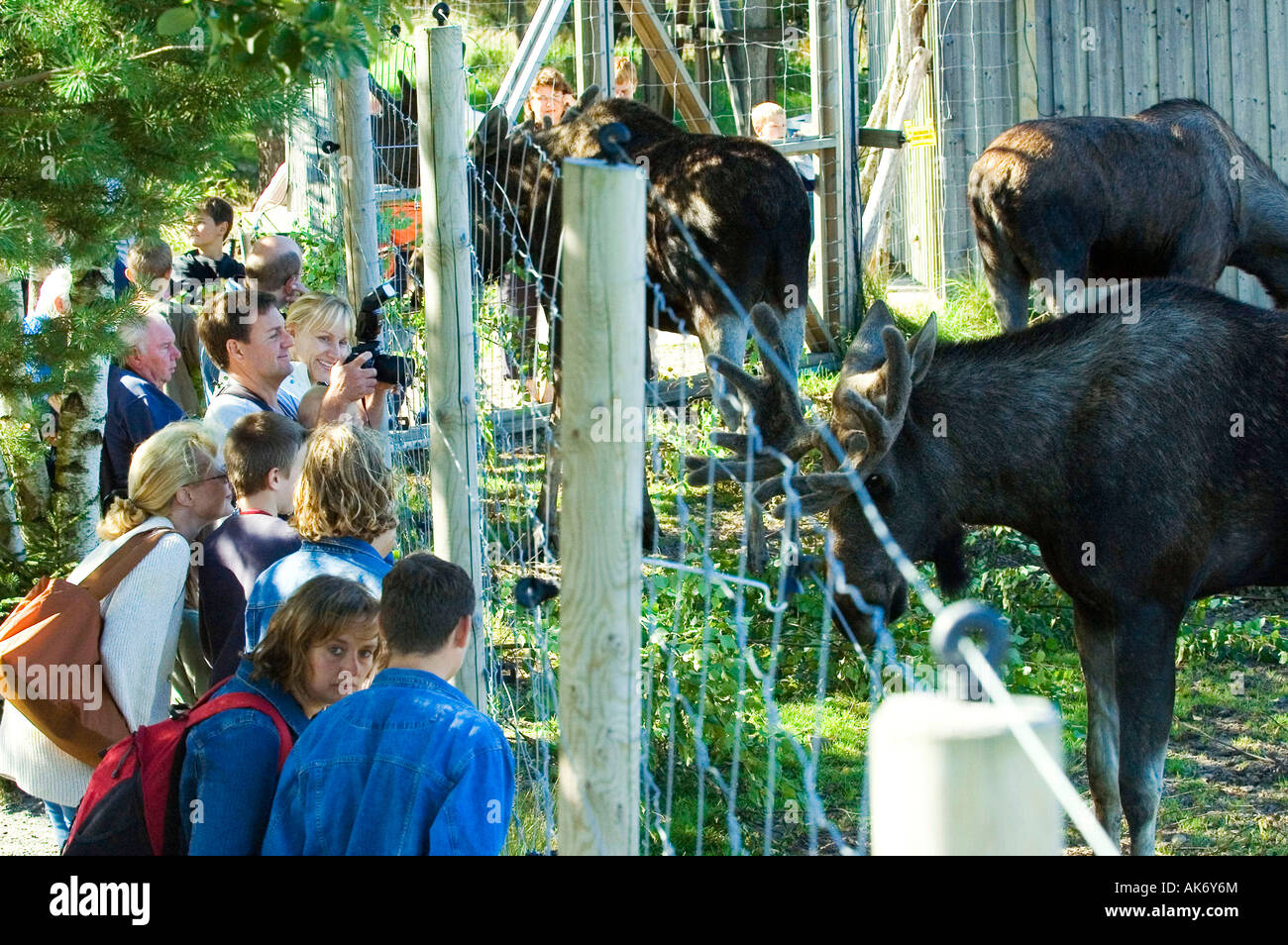 Moose park Laganland Stock Photo - Alamy