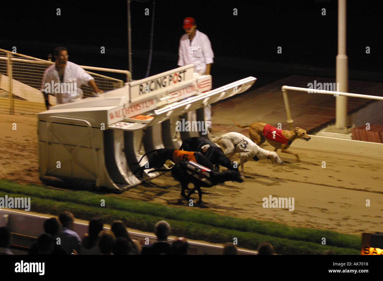 Race Start Walthamstow Greyhound Stadium London UK Stock Photo - Alamy