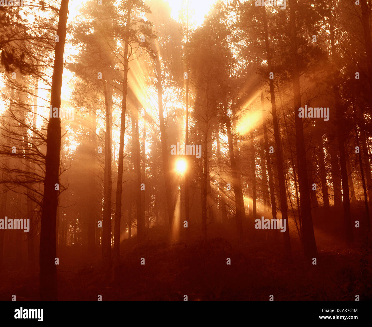 Conifer Woods in the Vee Gap, Knockmealdown Mountains, County Tipperary ...