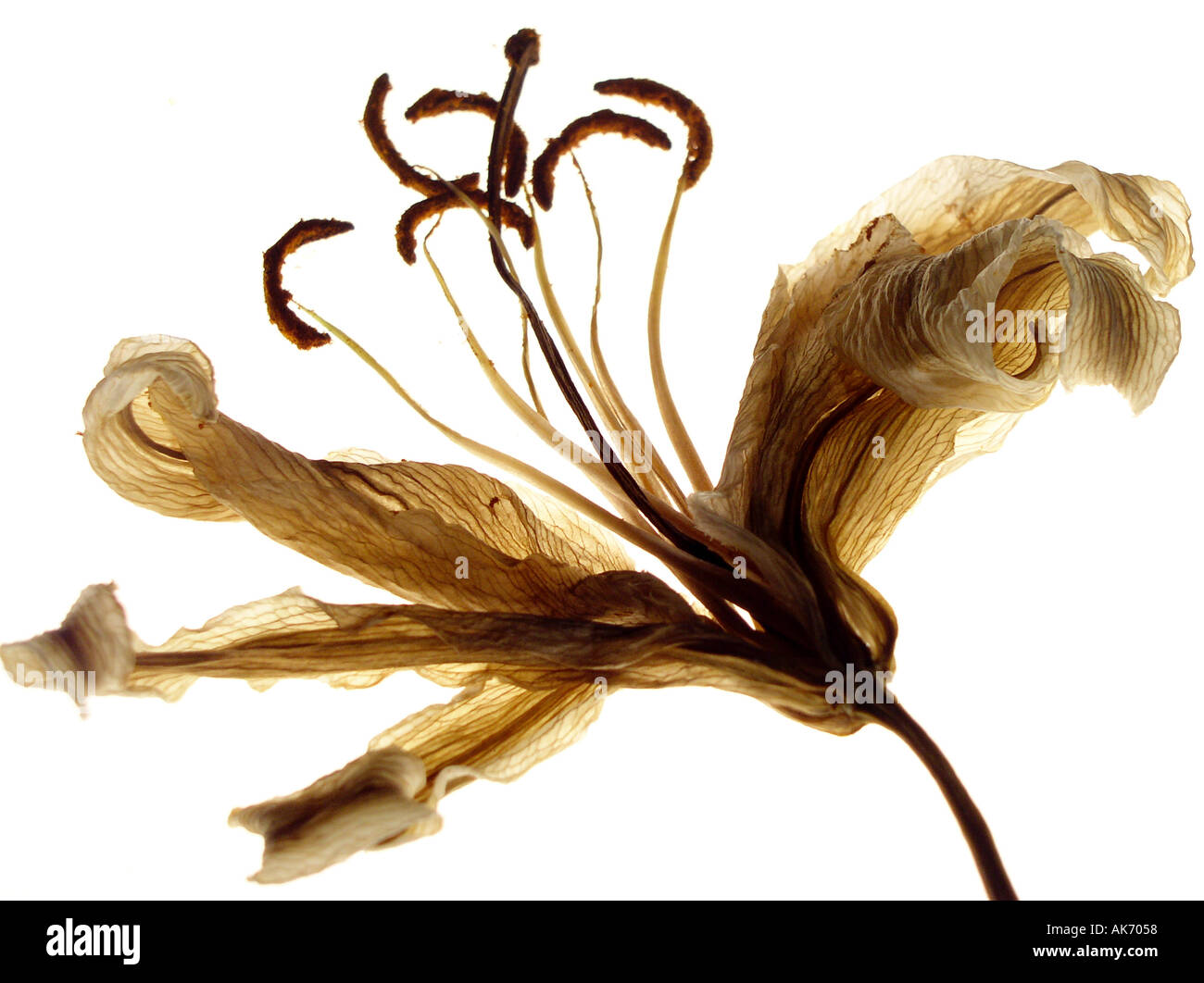 Dried Flower ©mak Stock Photo - Alamy