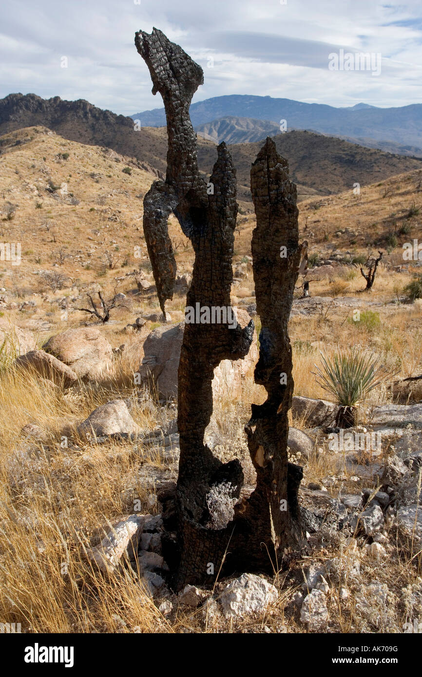 A tree burned and charred in a forest fire This fire was in the ...