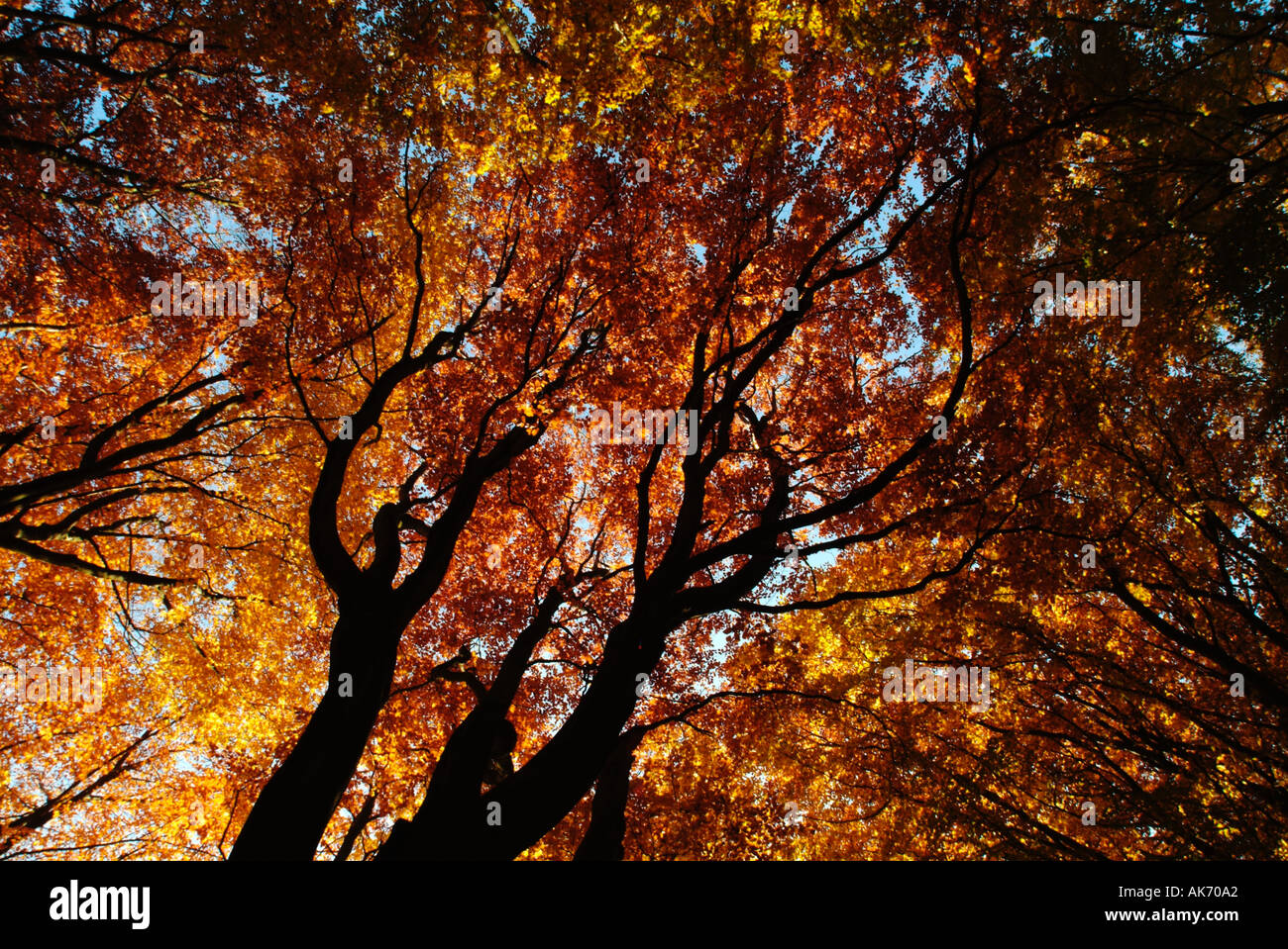 Autumn tree colours Stock Photo - Alamy