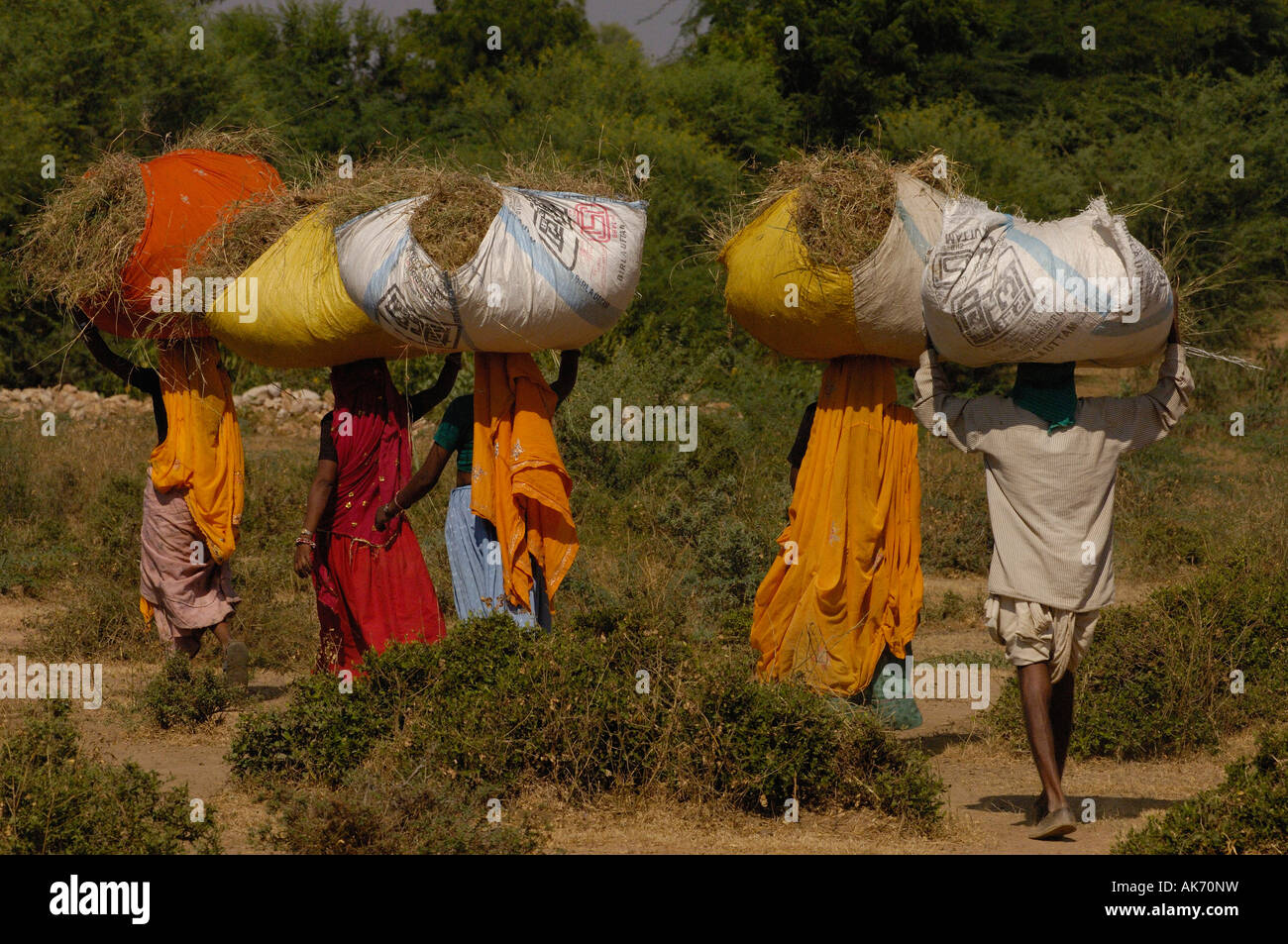 Village women carrying dried sticks home for fire wood. Near ...