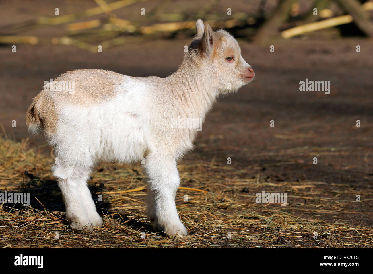 Pygmy Goat Outline