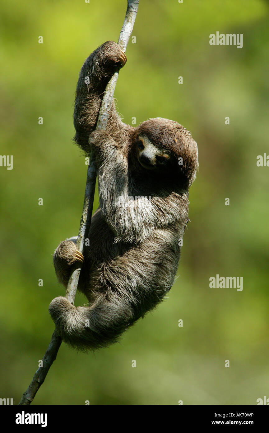 Three-toed Sloth, Bradypus variegatus, in the 265 hectares rainforest ...