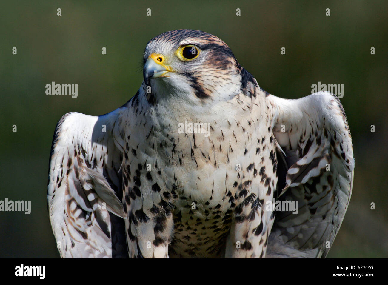 Saker falcon hi-res stock photography and images - Alamy