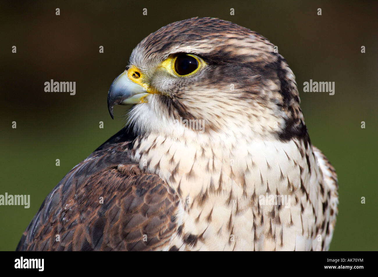 Saker falcon hi-res stock photography and images - Alamy