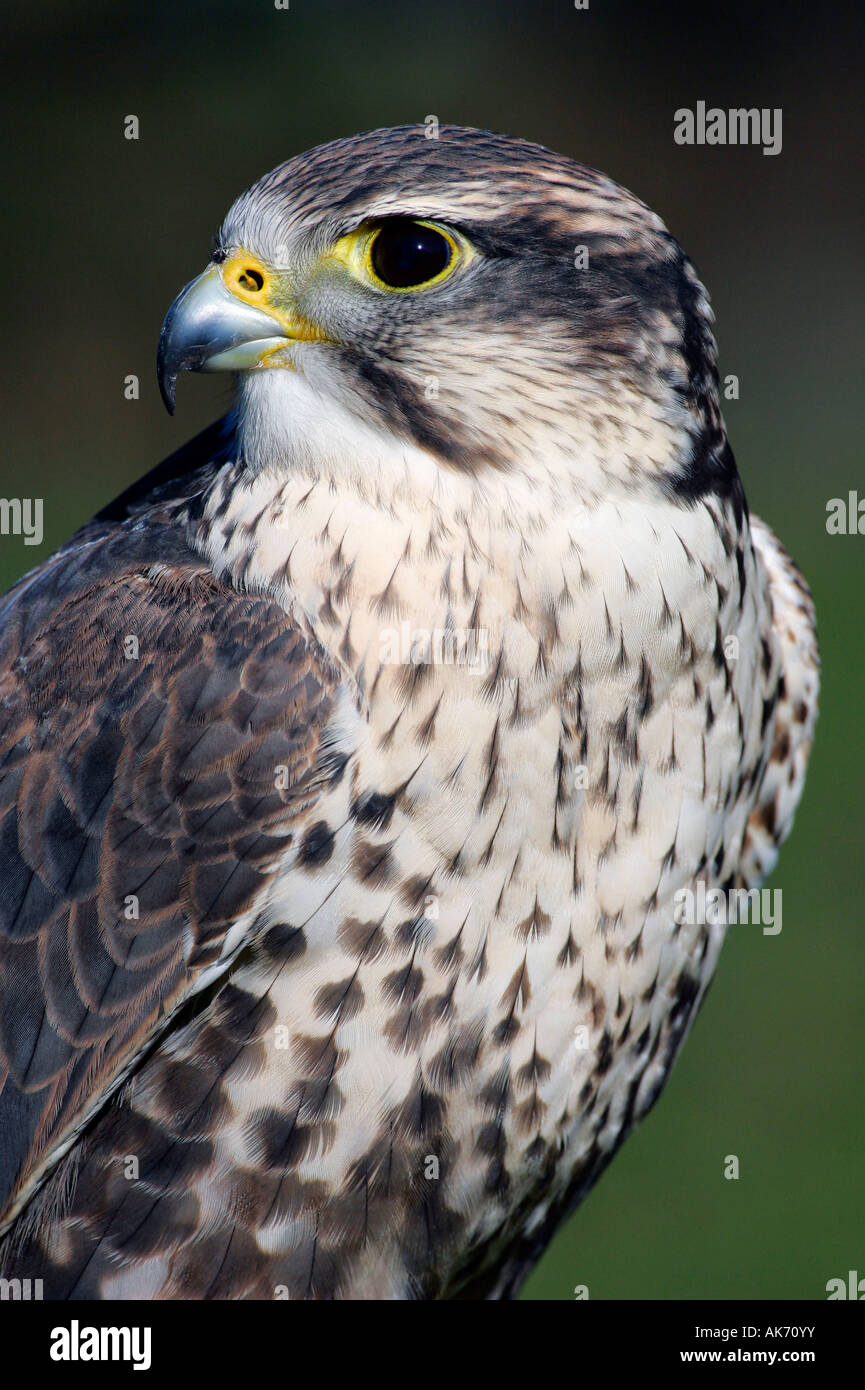 Saker falcon hi-res stock photography and images - Alamy