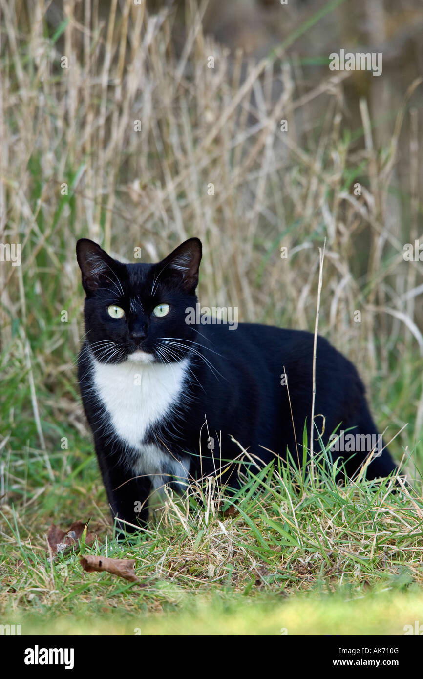 Domestic cat hunting in long grass looking alert Potton Bedfordshire ...