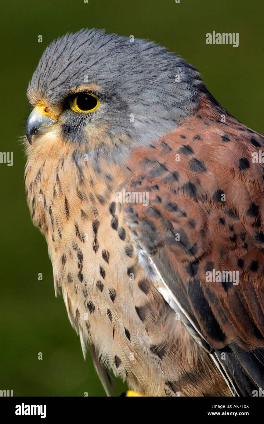 Common kestrel hi-res stock photography and images - Alamy
