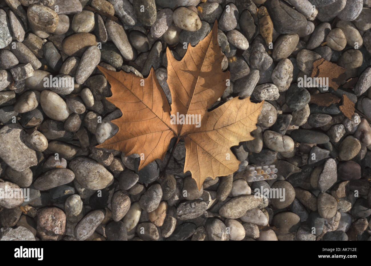 A Leaf and Small Stones Stock Photo - Alamy