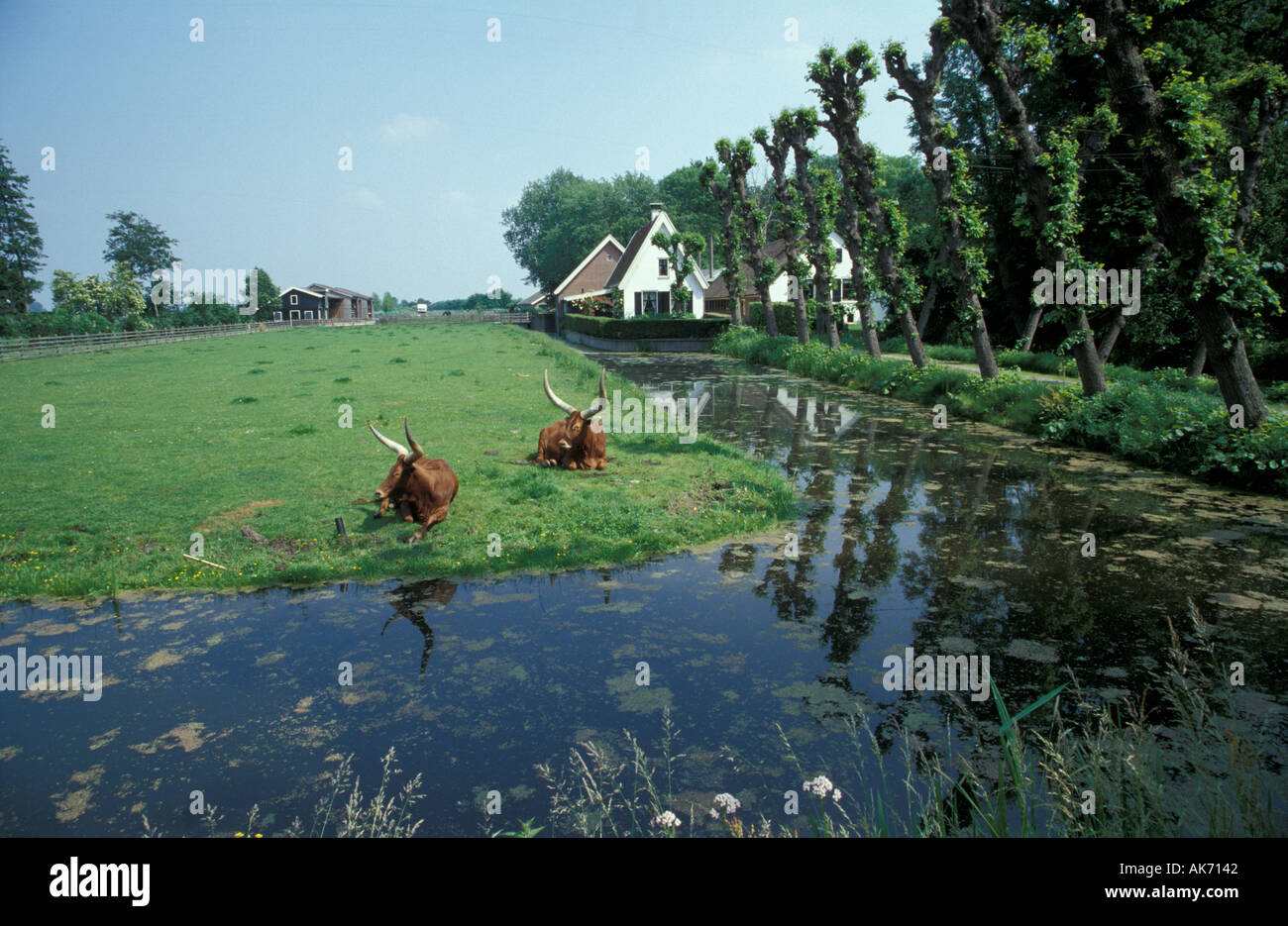 Pastoral View in Holland Stock Photo - Alamy