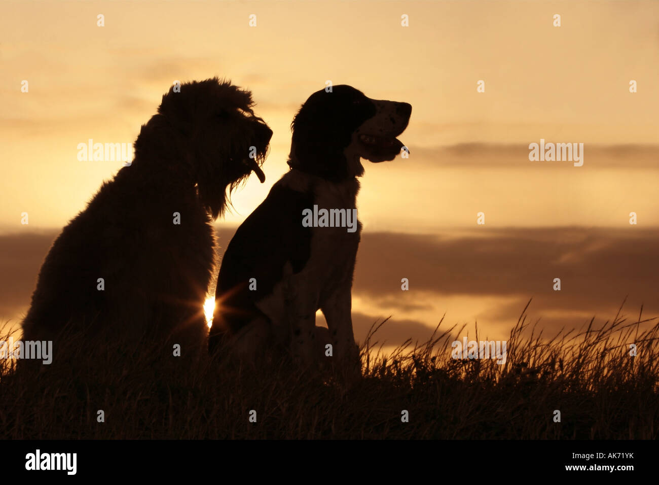 Silhouette 2 dogs hi-res stock photography and images - Alamy