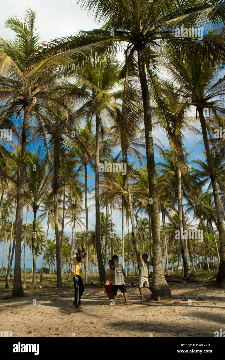 Local kids playing soccer or football under hundreds of coconut trees ...