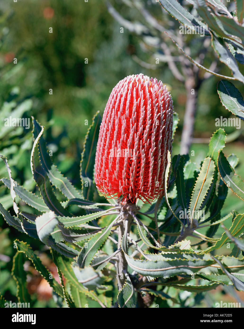 Red Banksia Protea Maui Hawaii Stock Photo - Alamy