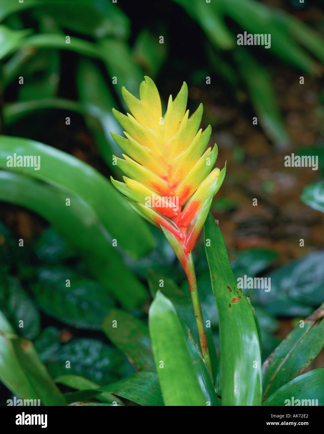 Bromeliad Tillandsia Heliconioides Hawaii USA Stock Photo - Alamy