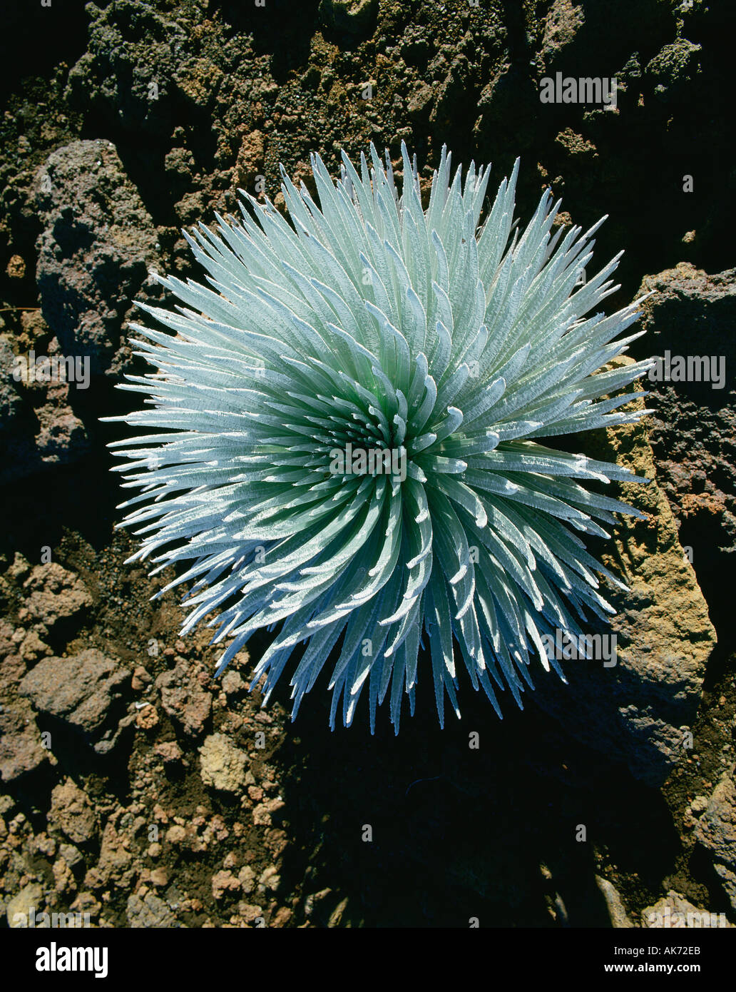 Silversword Haleakala Maui Hawaii USA Stock Photo - Alamy