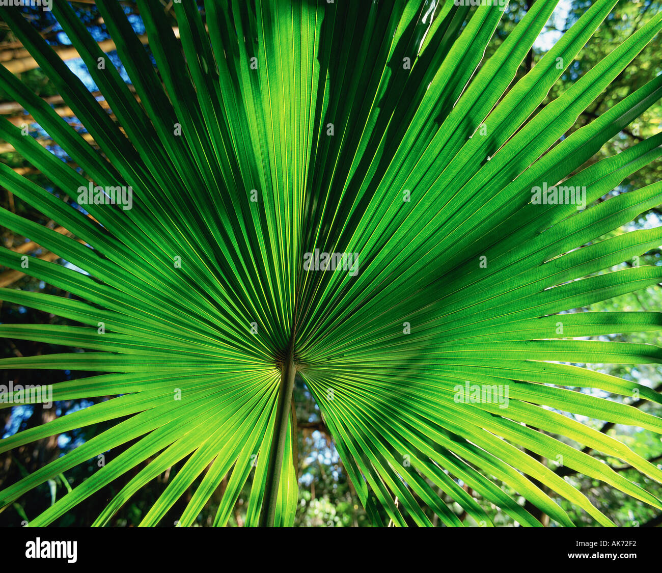 Smiths paradise hi-res stock photography and images - Alamy