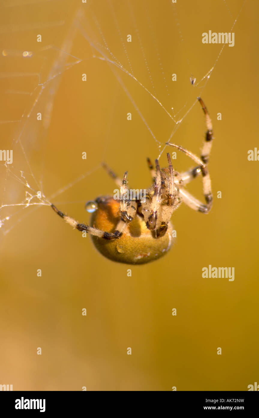 Common garden spider on web at dawn in close up Dartmoor Devon UK Stock ...
